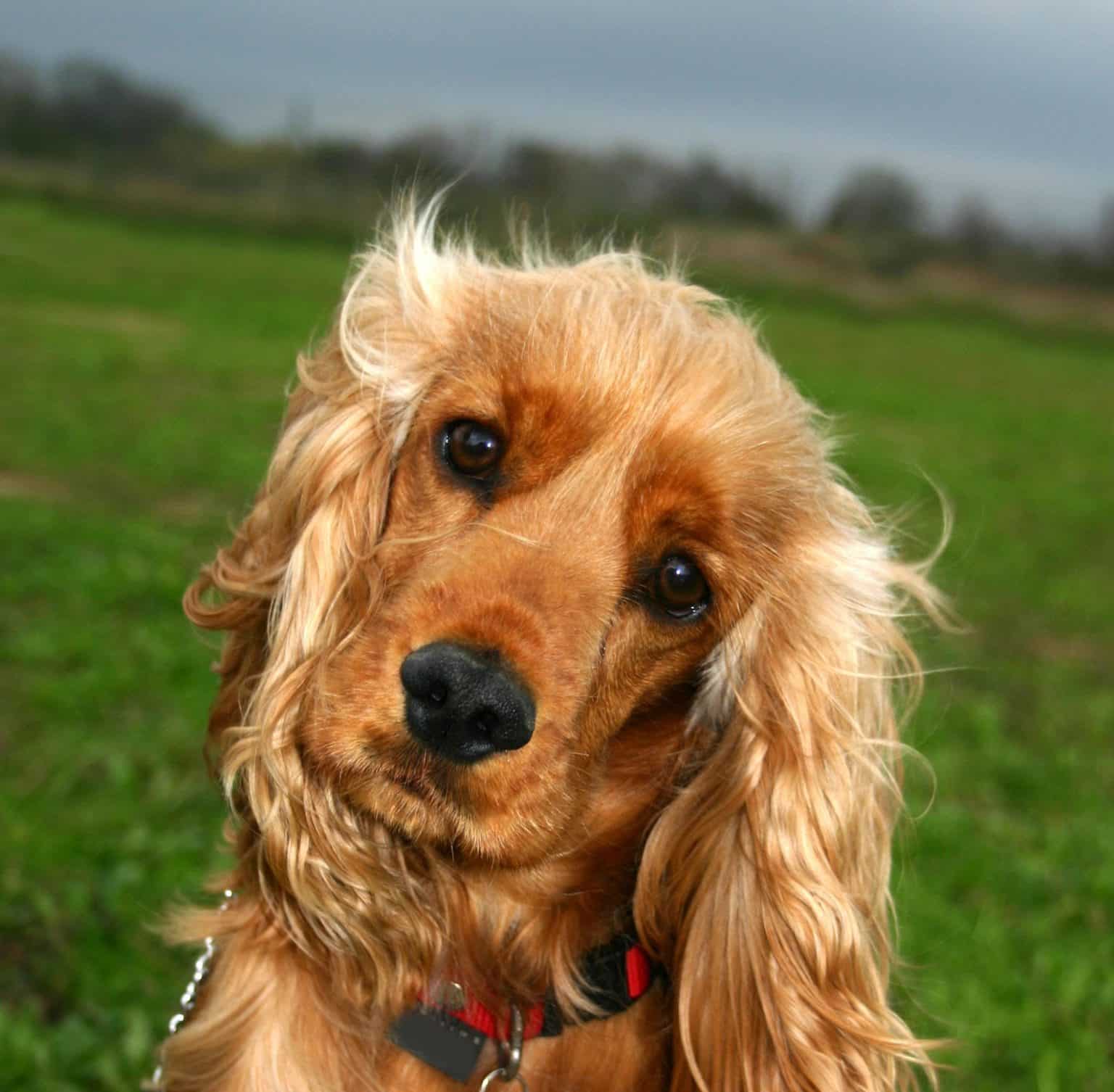 English Cocker Spaniel Dog - Breed Advice & Information