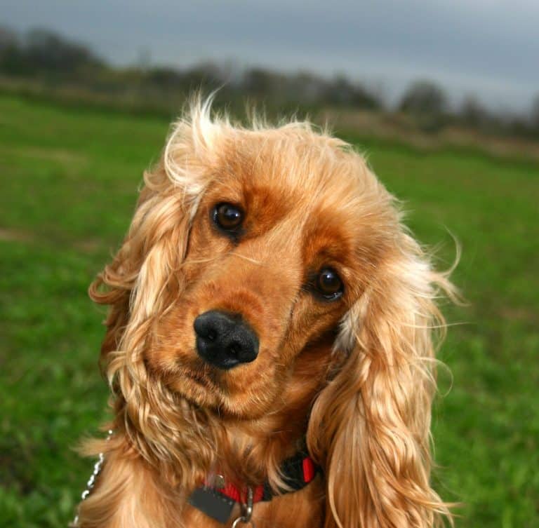 Breeds - Spaniel Ace - Advice and Guides for Spaniel Dog Owners