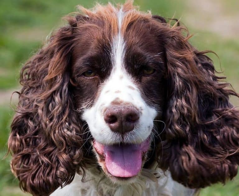 English Springer Spaniel Dog - Breed Information & Advice - UK & US