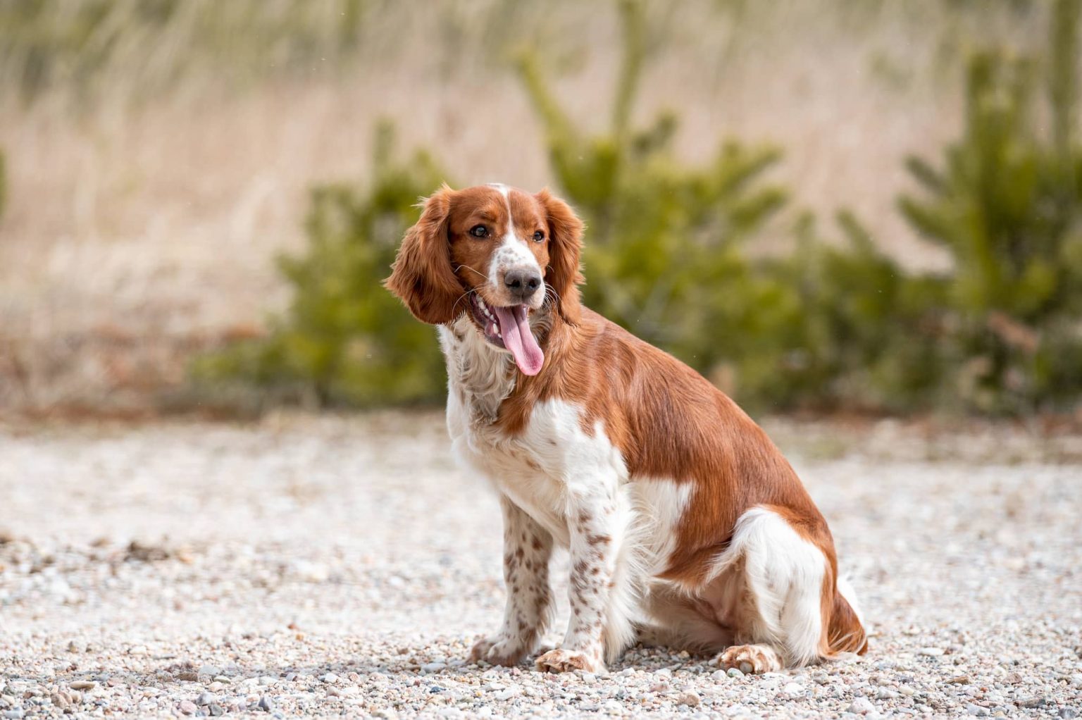 12 Types of Spaniel Dogs - Breed Information and Comparison - Gundogs