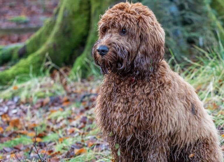 12 Types of Spaniel Dogs - Breed Information and Comparison - Gundogs