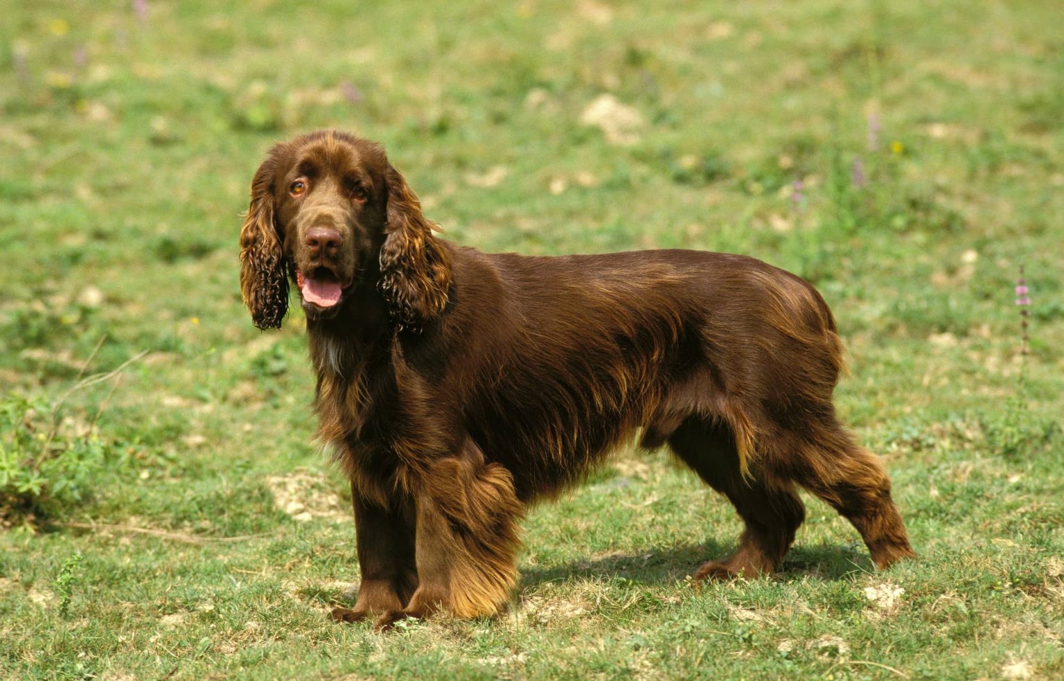 12 Types of Spaniel Dogs - Breed Information and Comparison - Gundogs