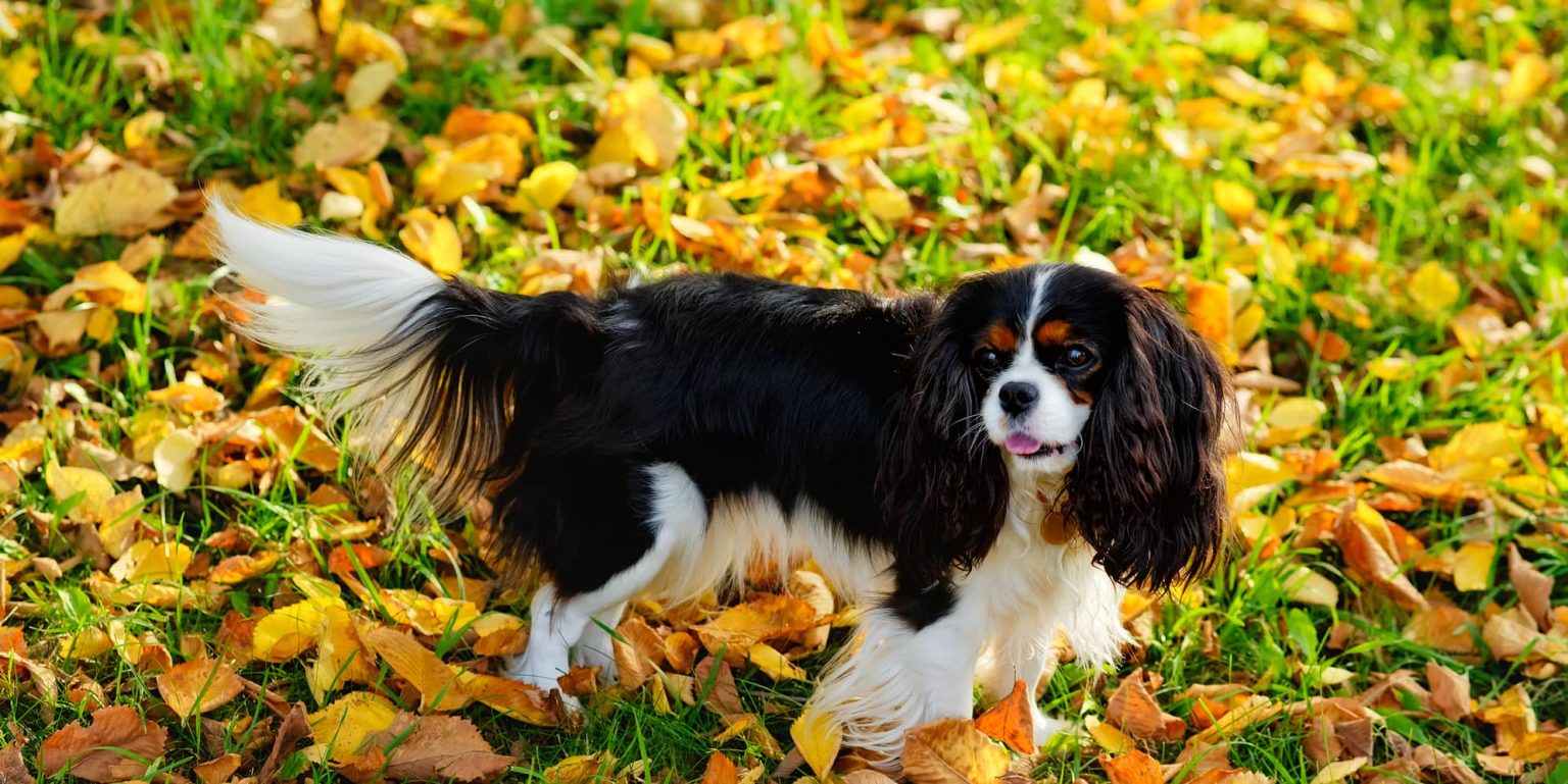 12 Types of Spaniel Dogs - Breed Information and Comparison - Gundogs