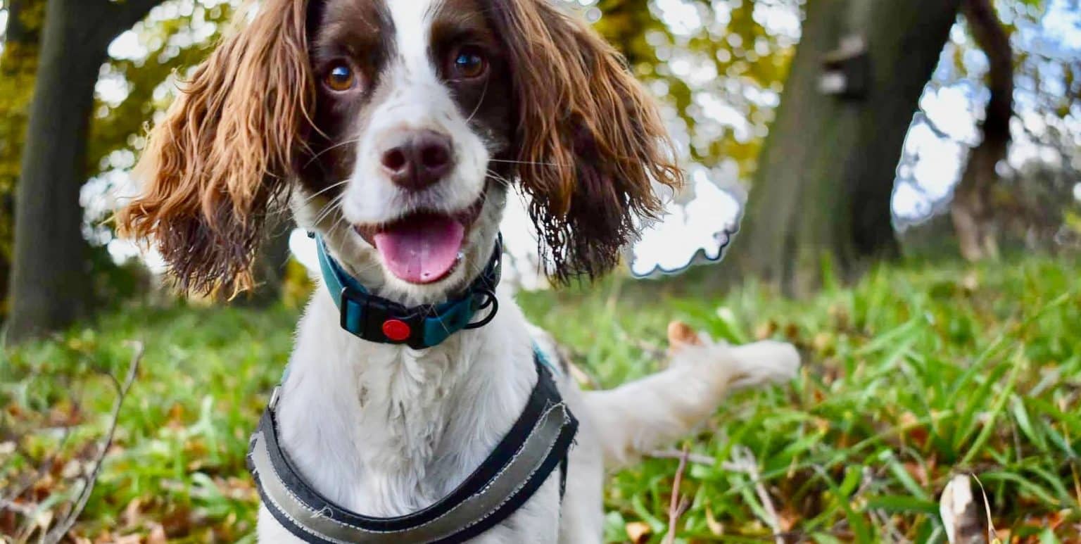 12 Types of Spaniel Dogs - Breed Information and Comparison - Gundogs