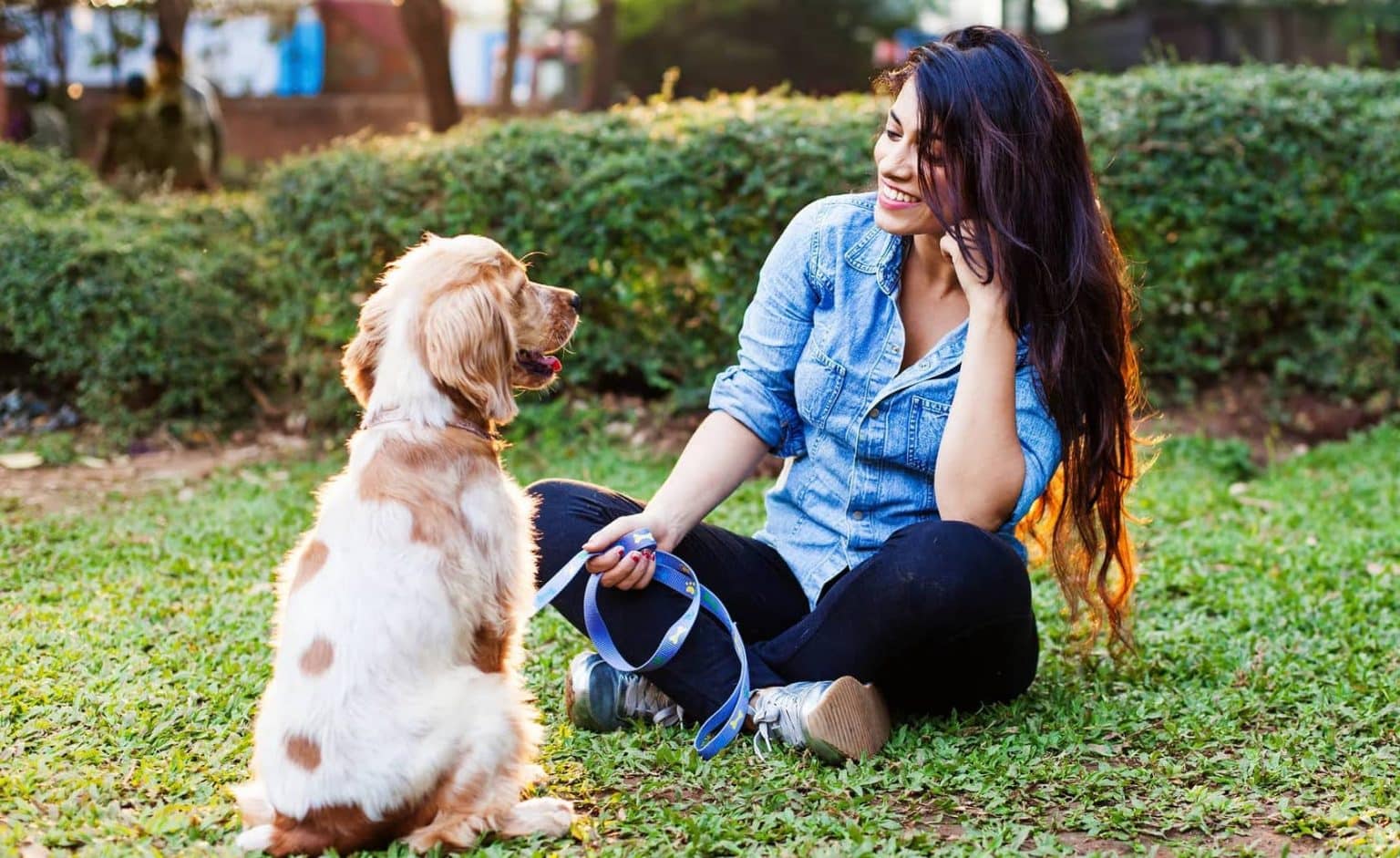 Top 10 Tips to Train Your Spaniel Dog - Cocker, Springer, Cavalier Spaniels