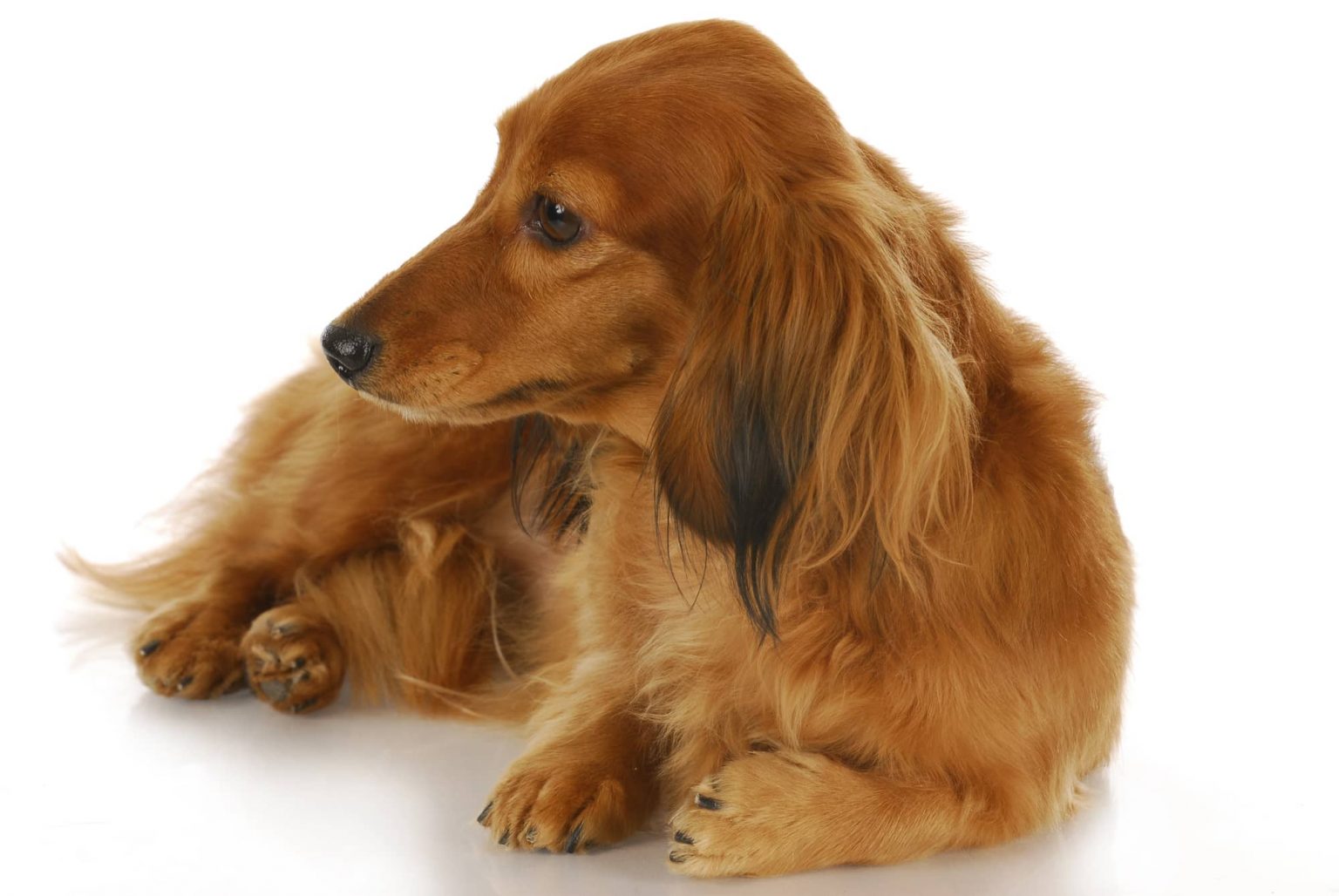 12 Types of Spaniel Dogs - Breed Information and Comparison - Gundogs