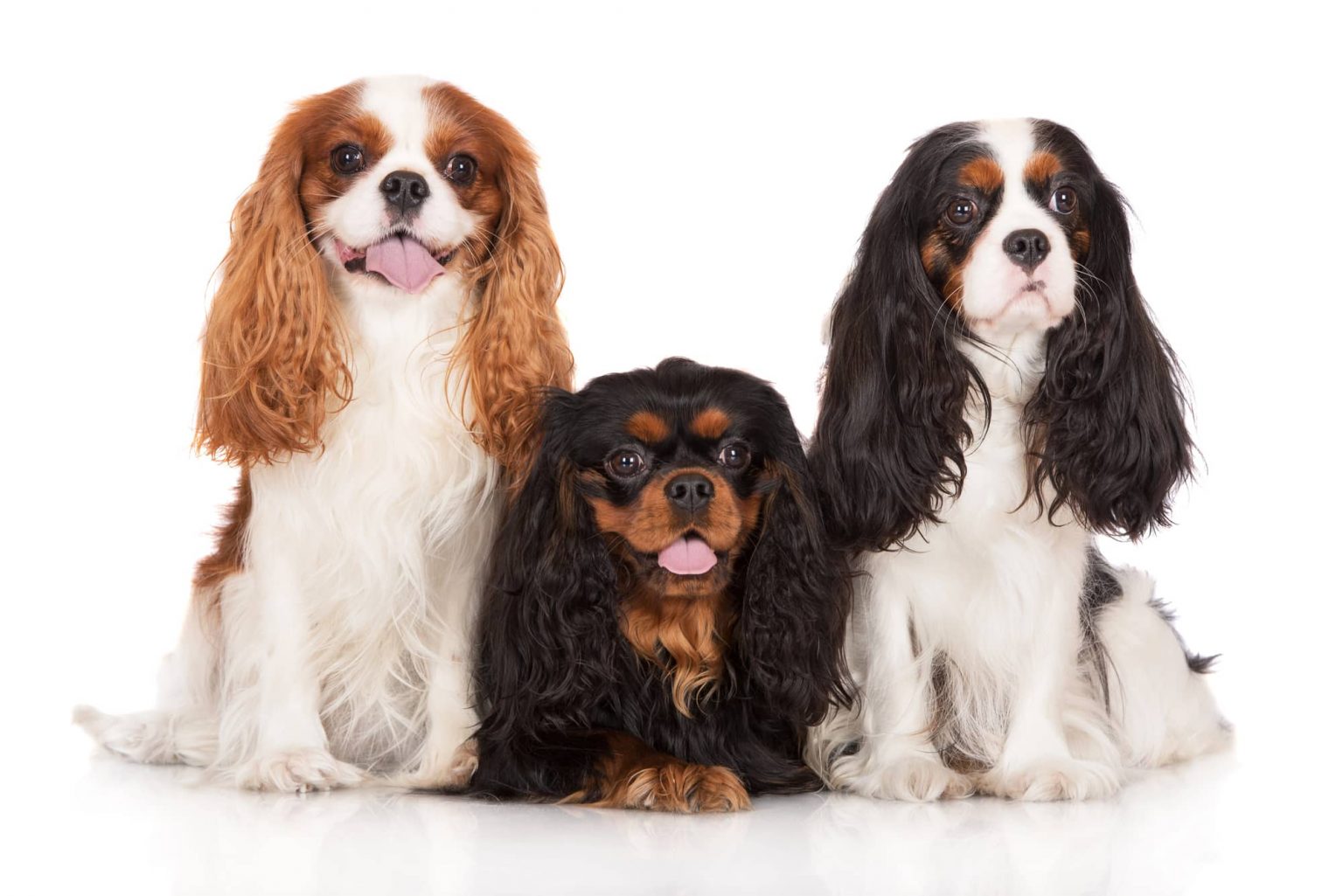 12 Types of Spaniel Dogs - Breed Information and Comparison - Gundogs