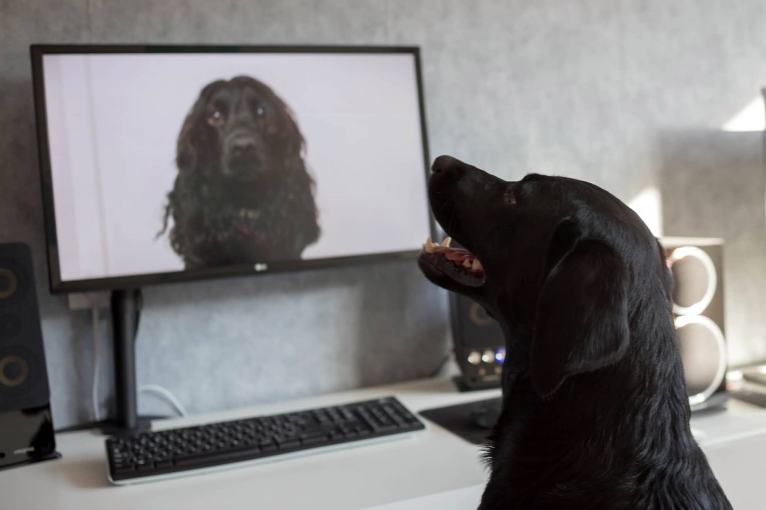 12 Types of Spaniel Dogs - Breed Information and Comparison - Gundogs